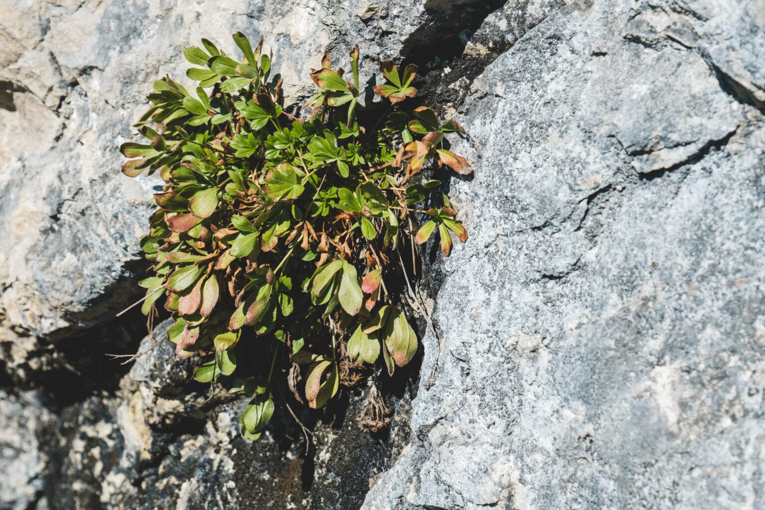 Ewige Wand Wanderung – Runde von Bad Goisern